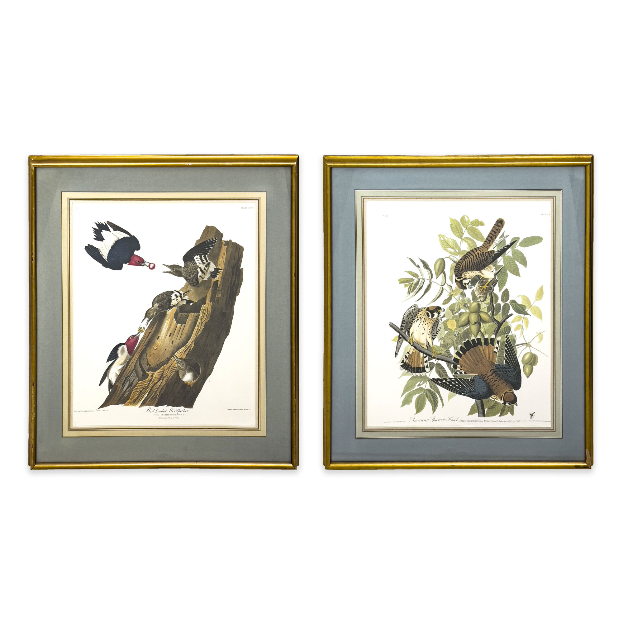 John James Audubon - Red Headed Woodpecker / American Harrow Hawk (2 ...